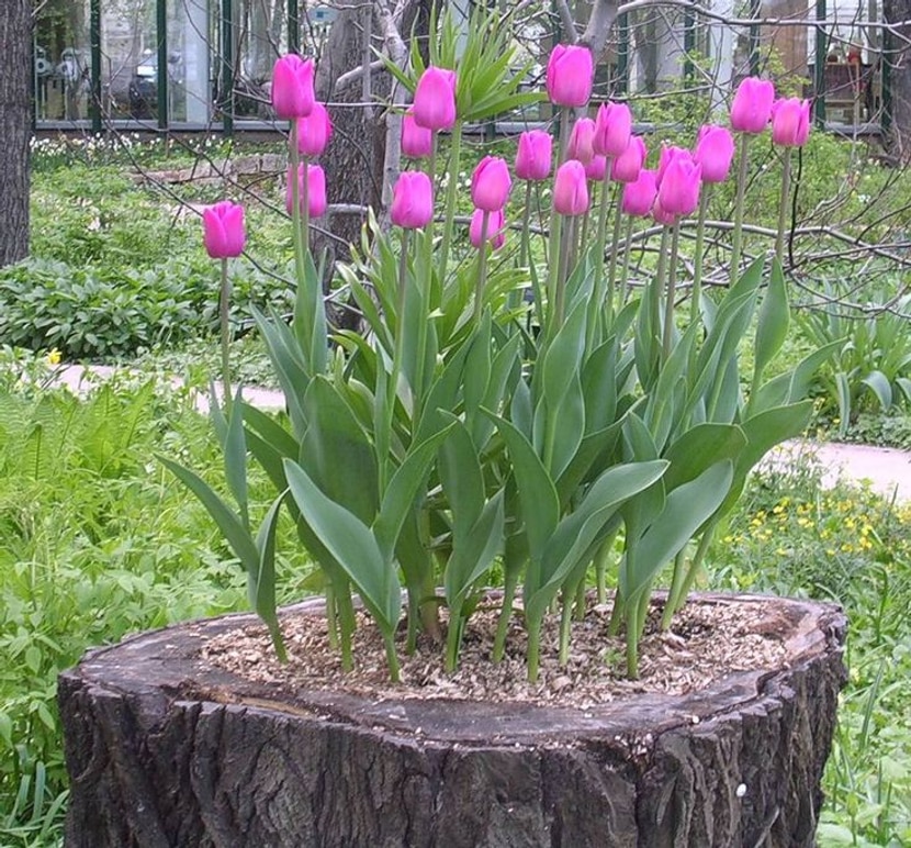 DIY Plant Pots from Tree Stumps | Unique Garden Decor Ideas | My ...