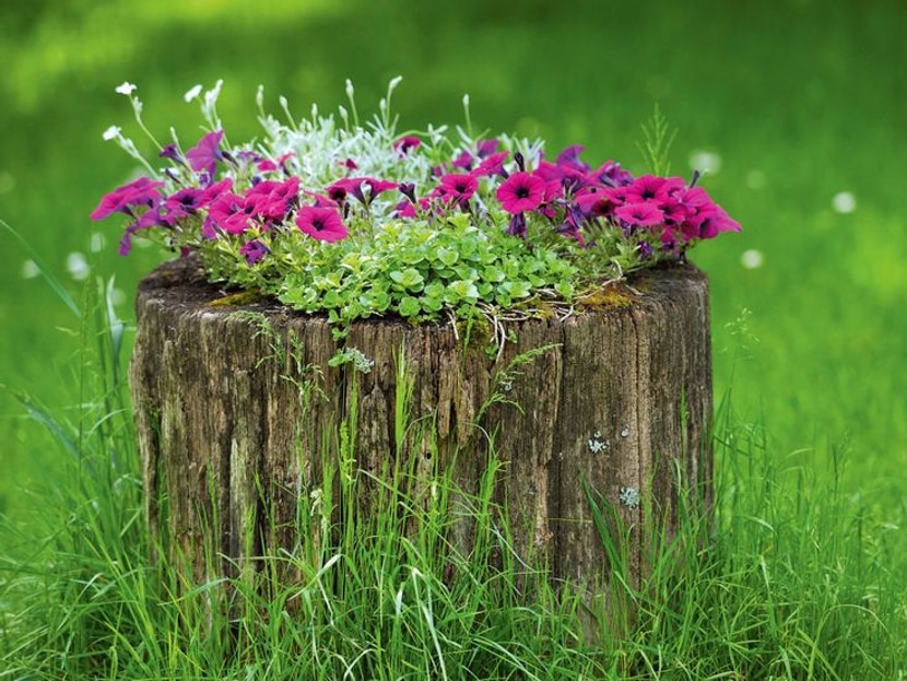 DIY Plant Pots from Tree Stumps | Unique Garden Decor Ideas | My ...