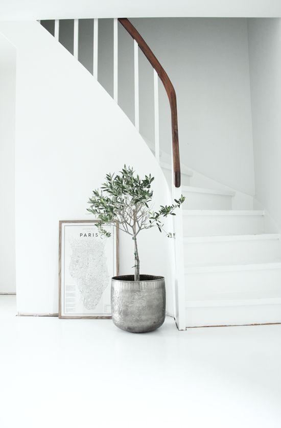 Trend: interior decorating with olive trees | My desired home