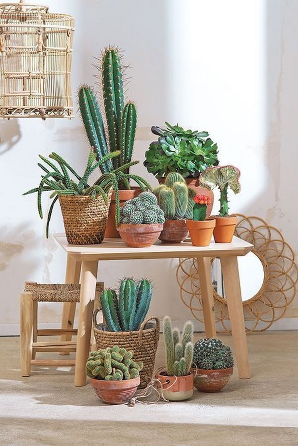 The ultimate ideas for decorating interiors with cactus | My desired home