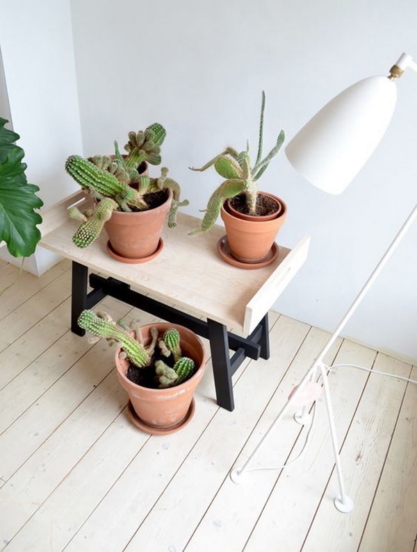 The ultimate ideas for decorating interiors with cactus | My desired home