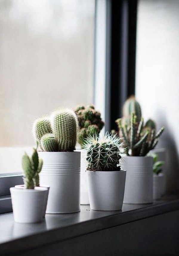 The ultimate ideas for decorating interiors with cactus | My desired home
