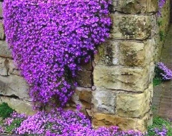 Natural stone with plants in the joints - A great DIY idea that will ...