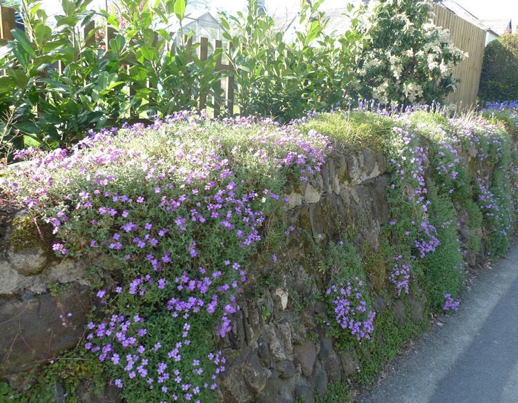 Natural stone with plants in the joints - A great DIY idea that will ...