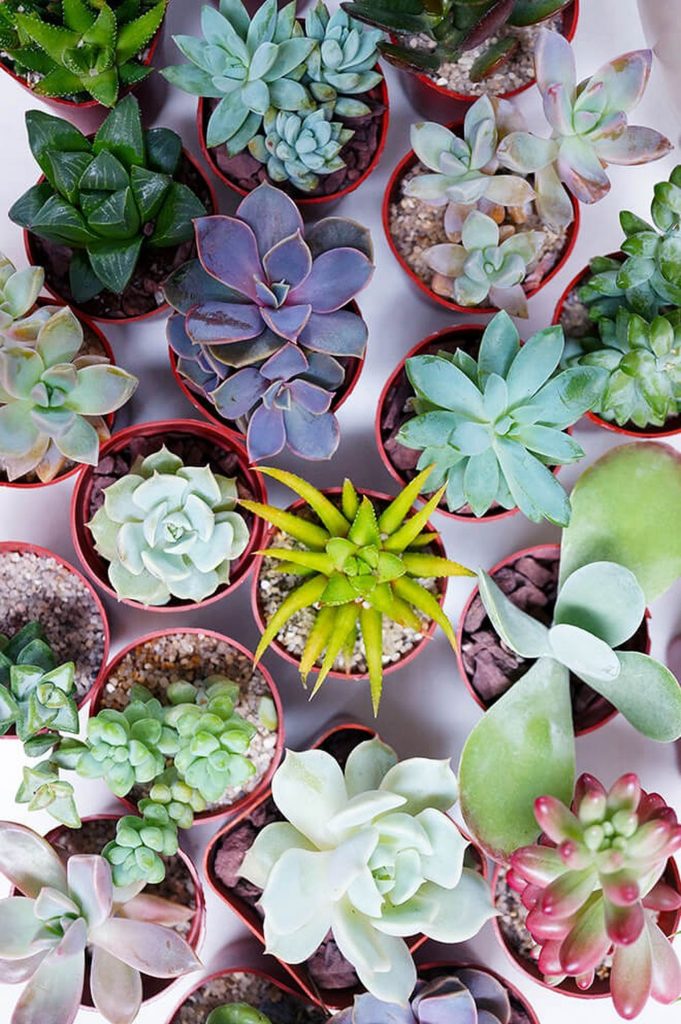 Cool DIY crafts and ideas with succulents that will amaze you | My ...