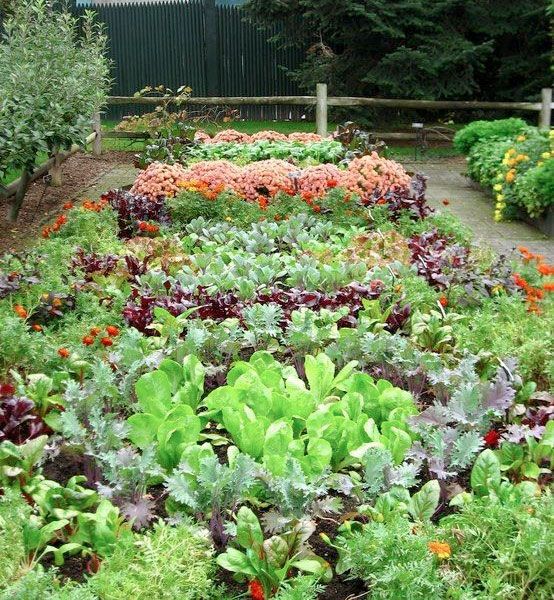 Vegetable garden, raised to the rank of art. 35+ decorative gardens for ...