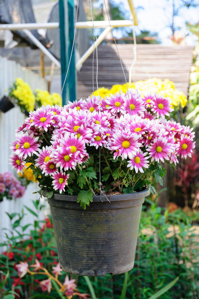 Eye-catching flower compositions in hanging pots - 33 amazing ideas for ...
