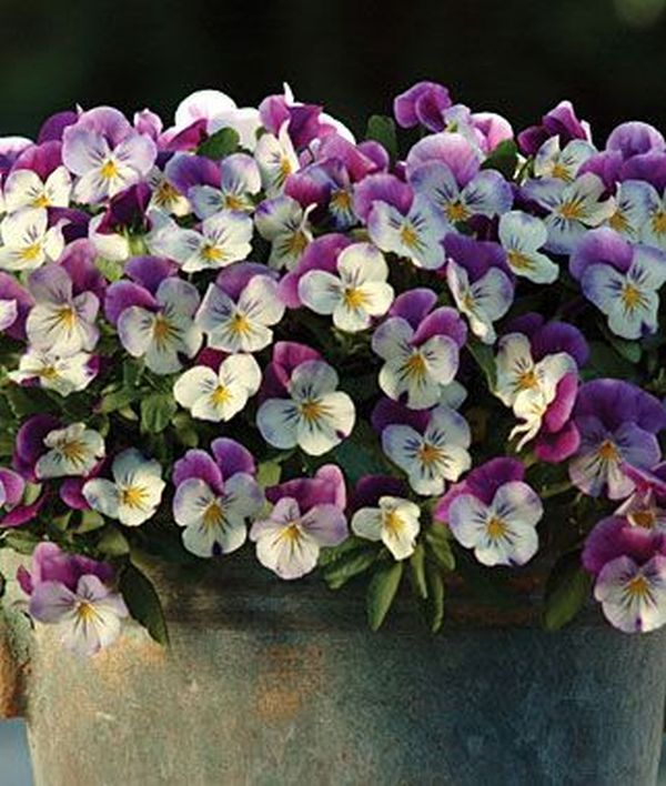 Violet, a delicate spring flower that colors magically the garden | My ...