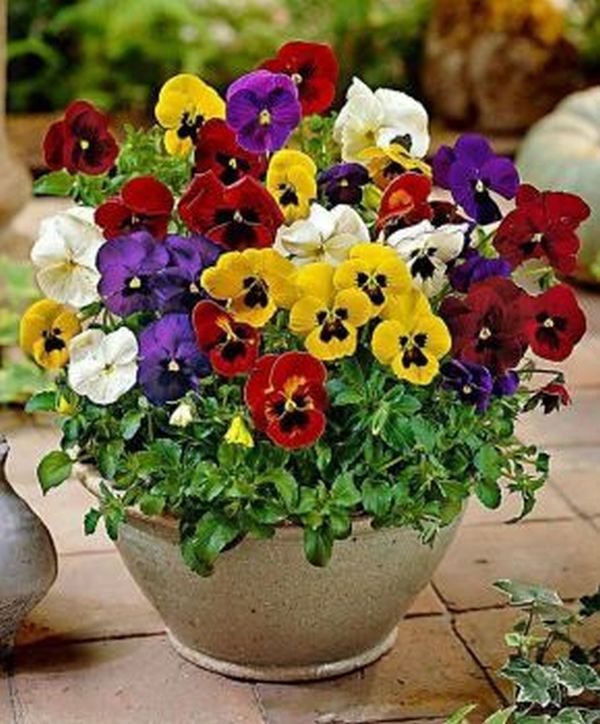 Violet, a delicate spring flower that colors magically the garden | My ...