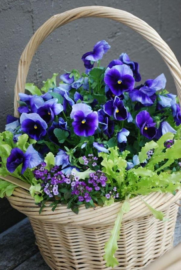 Violet, a delicate spring flower that colors magically the garden | My ...