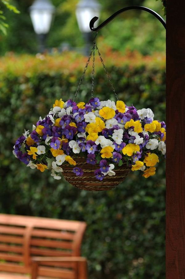 Violet, a delicate spring flower that colors magically the garden | My ...