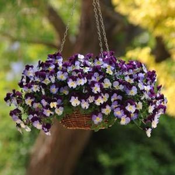 Violet, a delicate spring flower that colors magically the garden | My ...