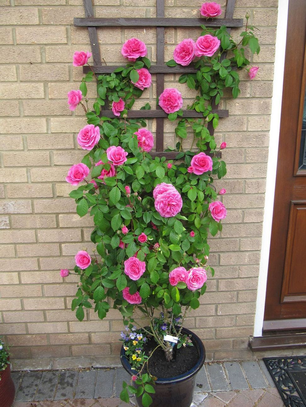 Wonderful ideas for fabulous decorations in the garden with climbing ...