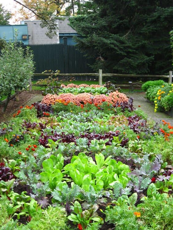 Amazing ideas to intercropping vegetables and flowers together | My ...
