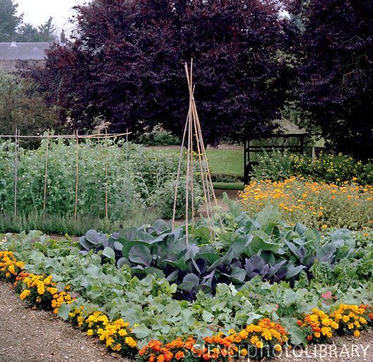 Amazing ideas to intercropping vegetables and flowers together | My ...