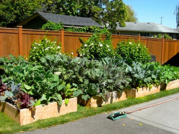 39 ideas for a great DIY vegetable garden - what do you need to know ...