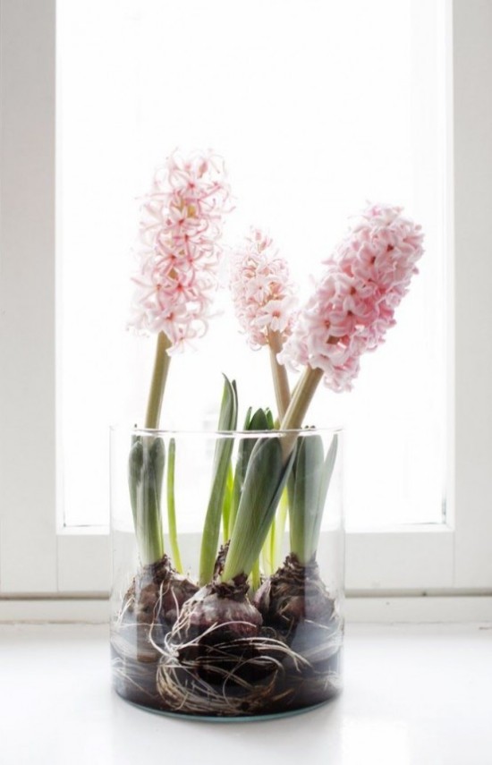 Home decoration with Hyacinths - bring great colors and fresh spring ...
