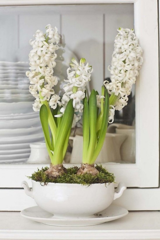 Home decoration with Hyacinths - bring great colors and fresh spring ...