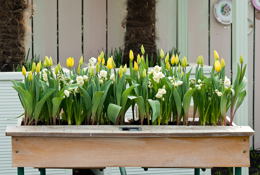 Amazing gardening inspiration with tulips in pots, containers and ...