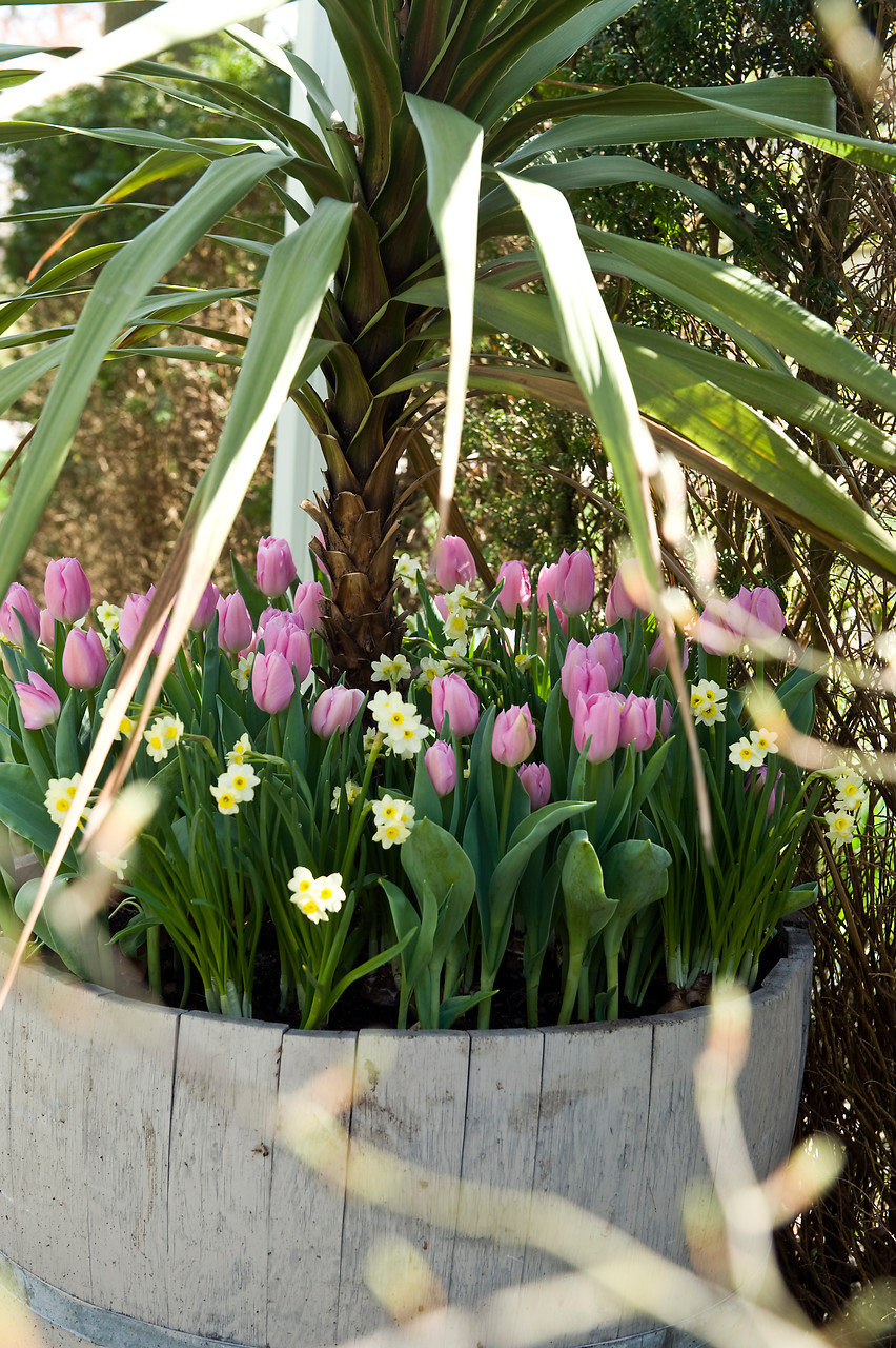 Amazing gardening inspiration with tulips in pots, containers and ...