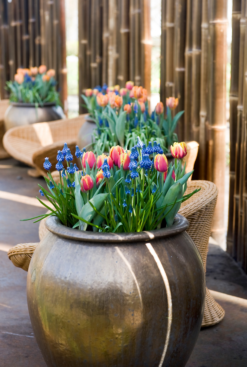 Amazing gardening inspiration with tulips in pots, containers and ...