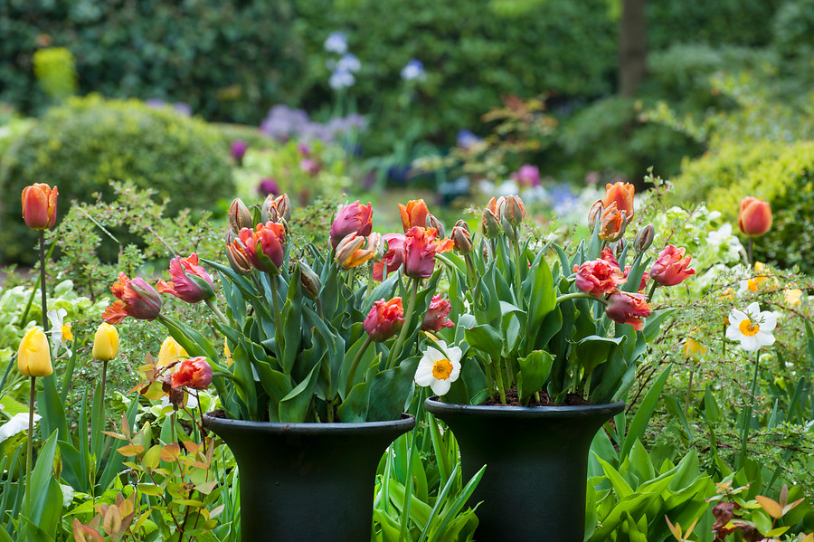 Amazing gardening inspiration with tulips in pots, containers and ...