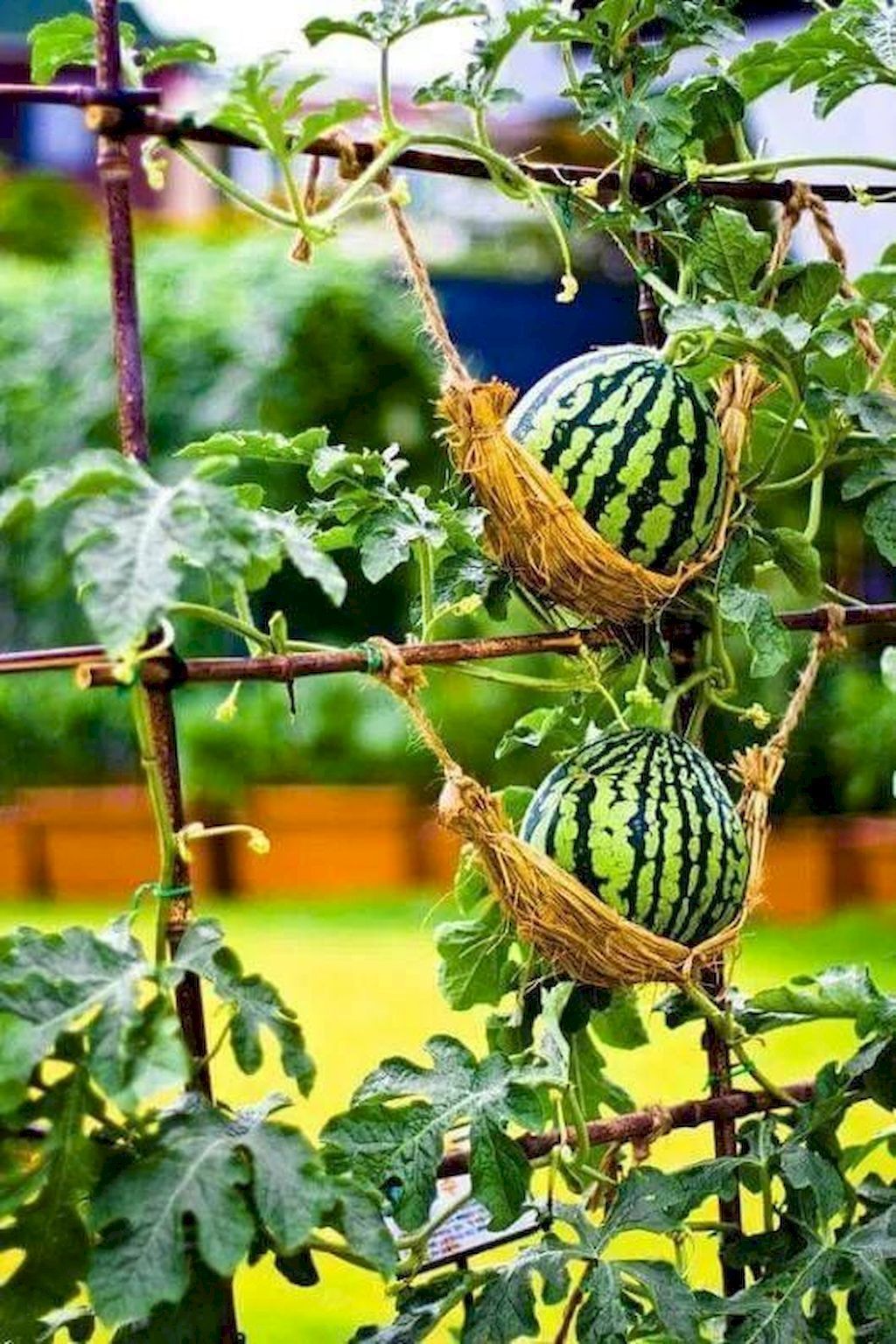 45 Affordable DIY Design Ideas for a Vegetable Garden | My desired home