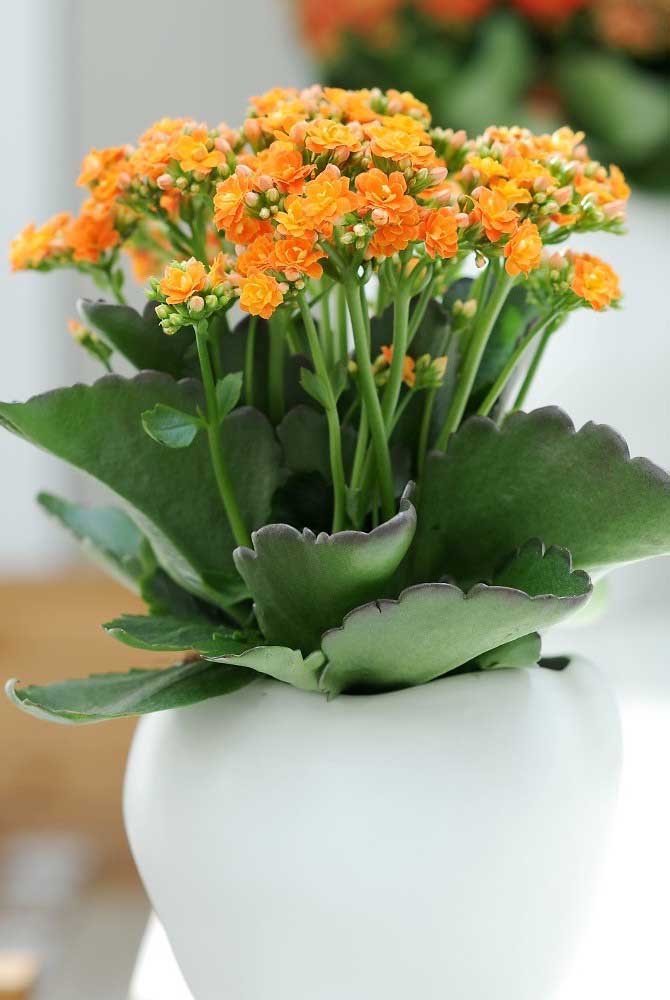Kalanchoe an amazing colorful plant: how to care, seedlings and DIY ...