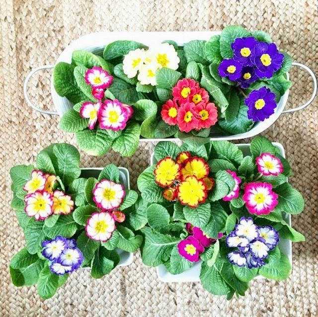 Primula an amazing colorful flower for great home and garden decoration ...