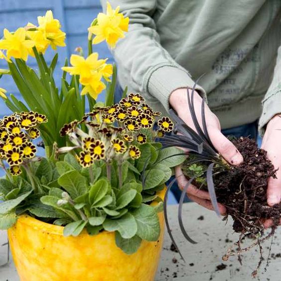 Primula an amazing colorful flower for great home and garden decoration ...