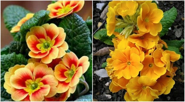 Primula an amazing colorful flower for great home and garden decoration ...