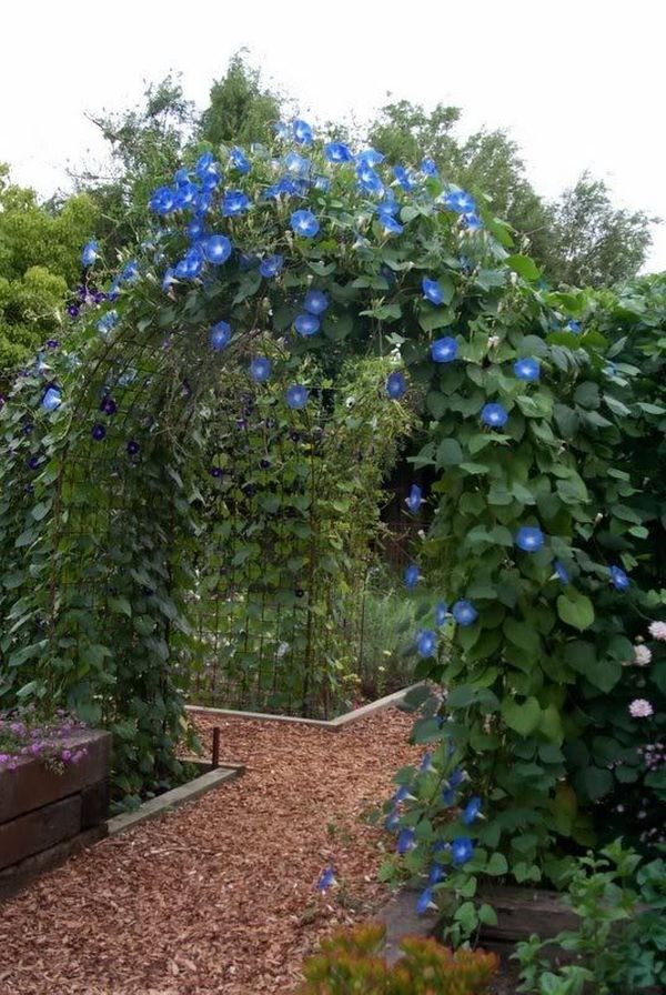 Amazing DIY arches design - 23 ways to highlight your garden | My ...