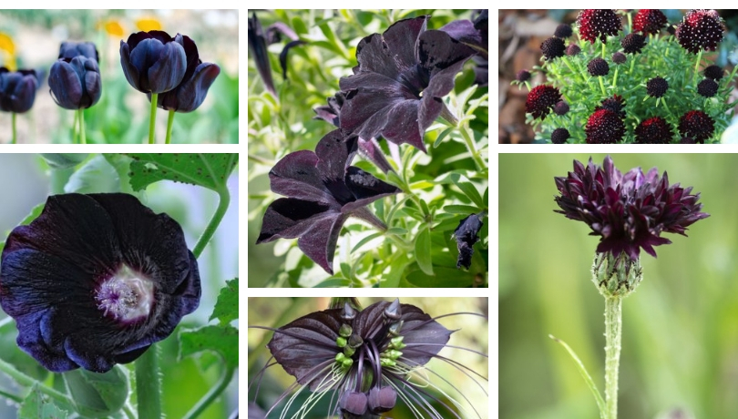 9 Dark Plants for a… “Gothic” Garden | My desired home
