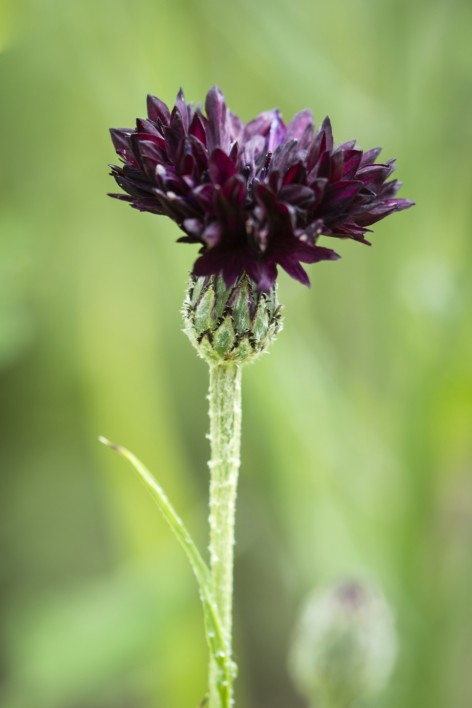 9 Dark Plants for a… “Gothic” Garden | My desired home