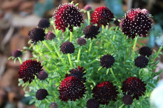 9 Dark Plants for a… “Gothic” Garden | My desired home