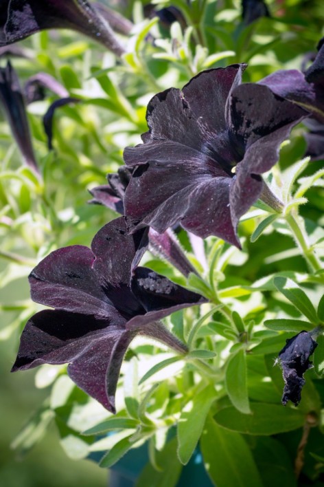9 Dark Plants for a… “Gothic” Garden | My desired home