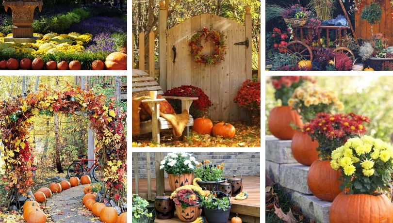 How to have a beautiful garden this fall | My desired home