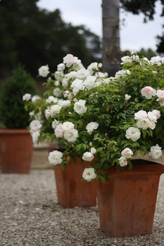Beautiful ideas with roses in planters | My desired home