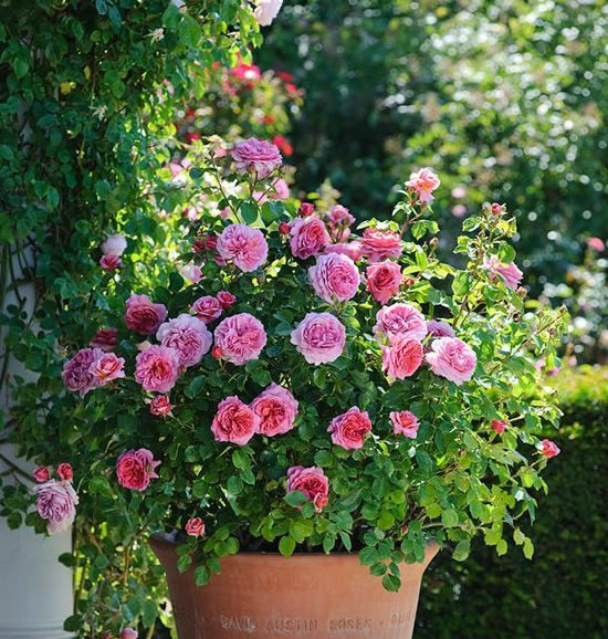 Beautiful ideas with roses in planters | My desired home