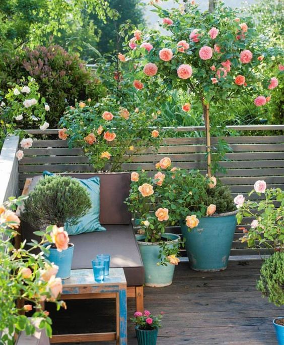Beautiful ideas with roses in planters | My desired home