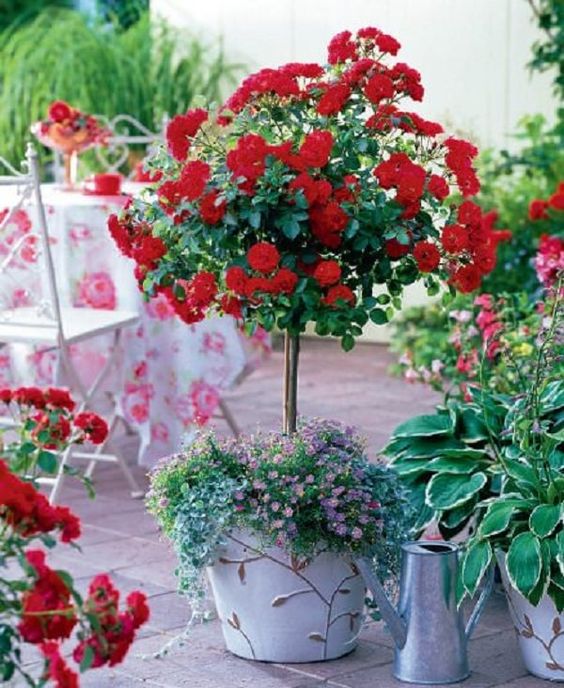 Beautiful ideas with roses in planters | My desired home