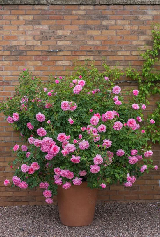 Beautiful ideas with roses in planters | My desired home