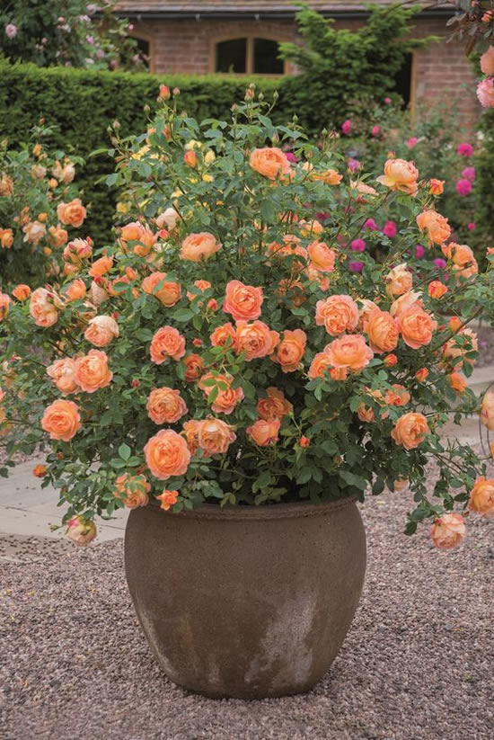 Beautiful ideas with roses in planters | My desired home