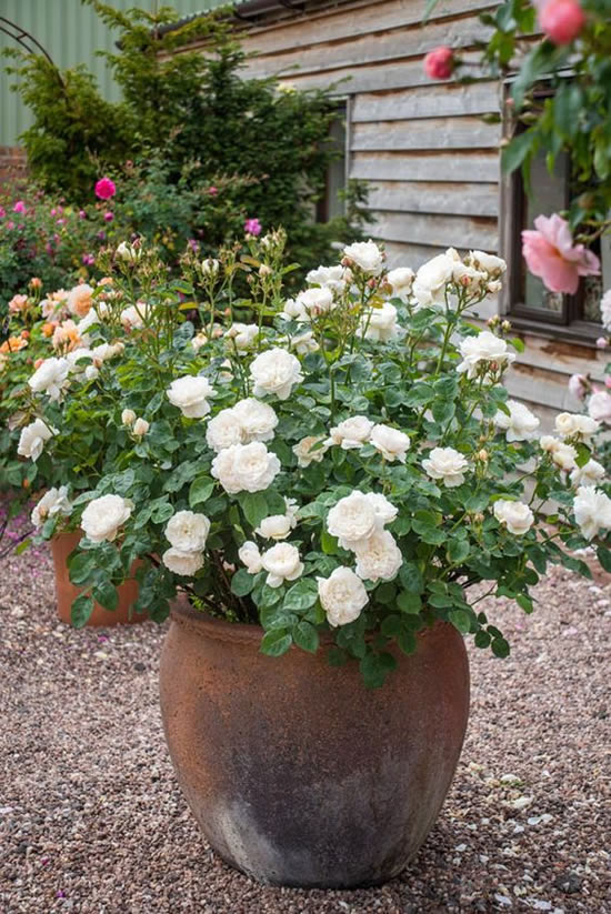 Beautiful ideas with roses in planters | My desired home