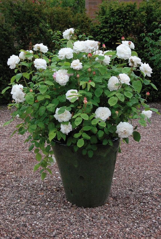 Beautiful ideas with roses in planters | My desired home