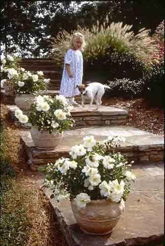 Beautiful ideas with roses in planters | My desired home