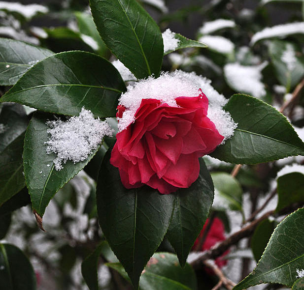 How to protect your plants from cold-frost | My desired home