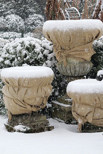 How to protect your plants from cold-frost | My desired home