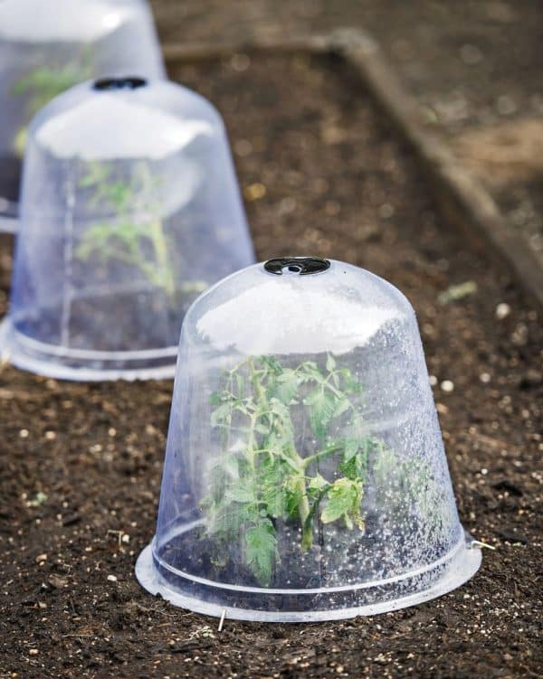 How to protect your plants from cold-frost | My desired home