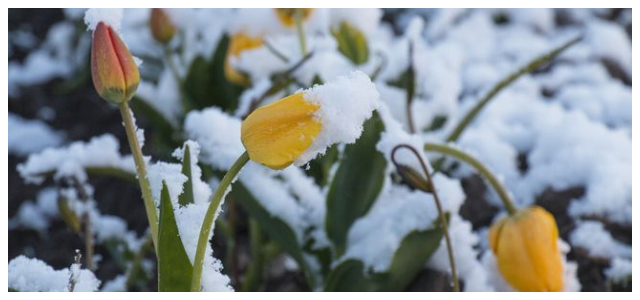 How to protect your plants from cold-frost | My desired home
